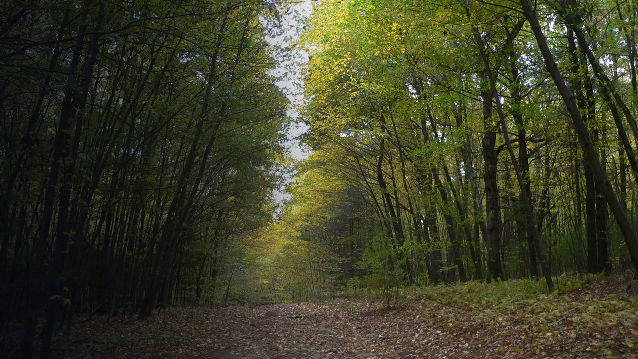 Guide to Mountain Biking Callahan State Park