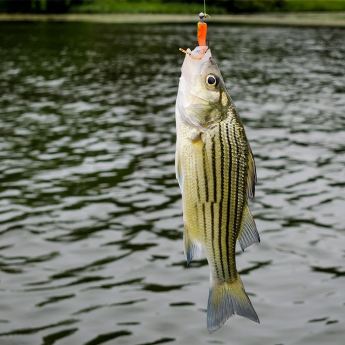 Striper Fishing 101