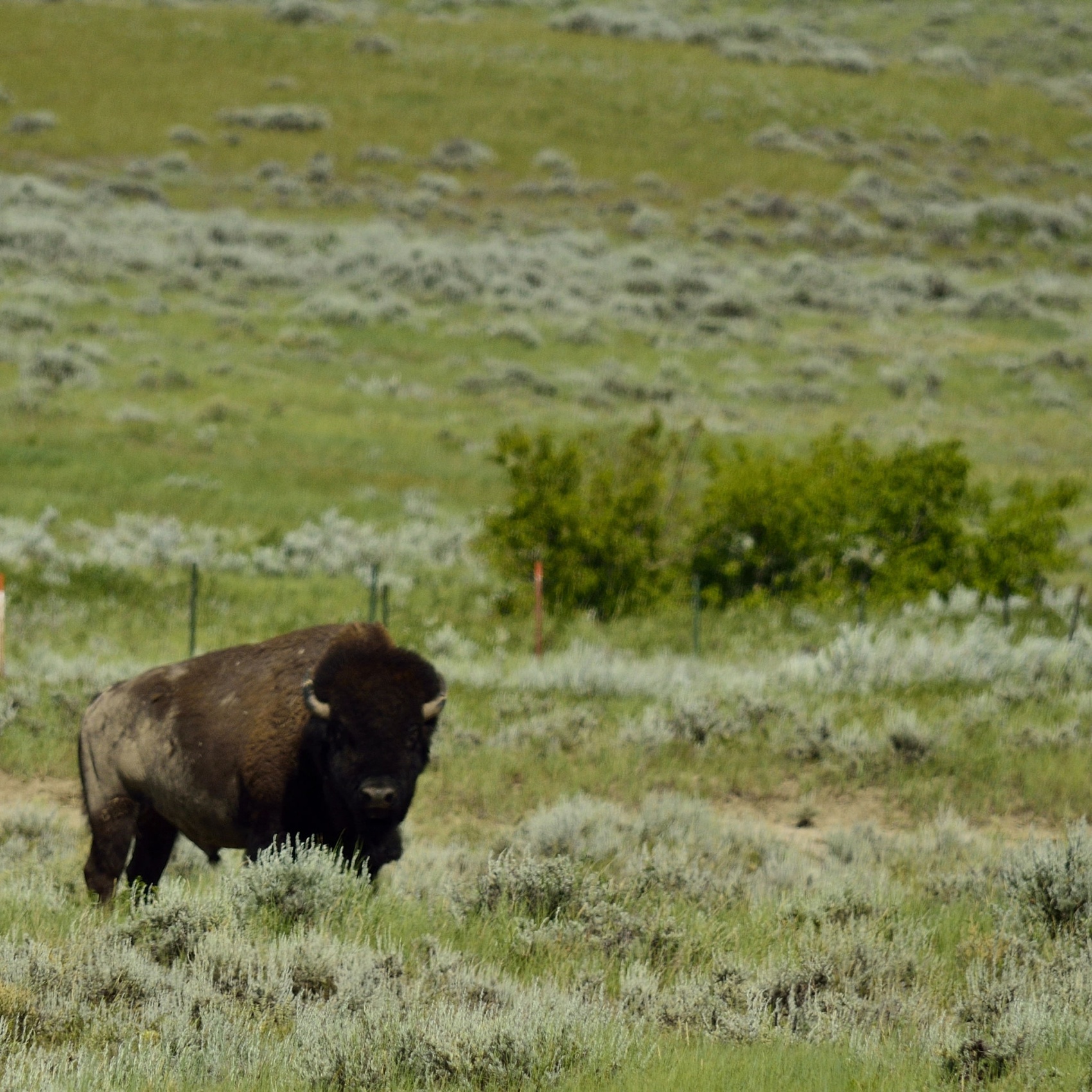 Overlooked Escape: Montana’s American Prairie Reserve