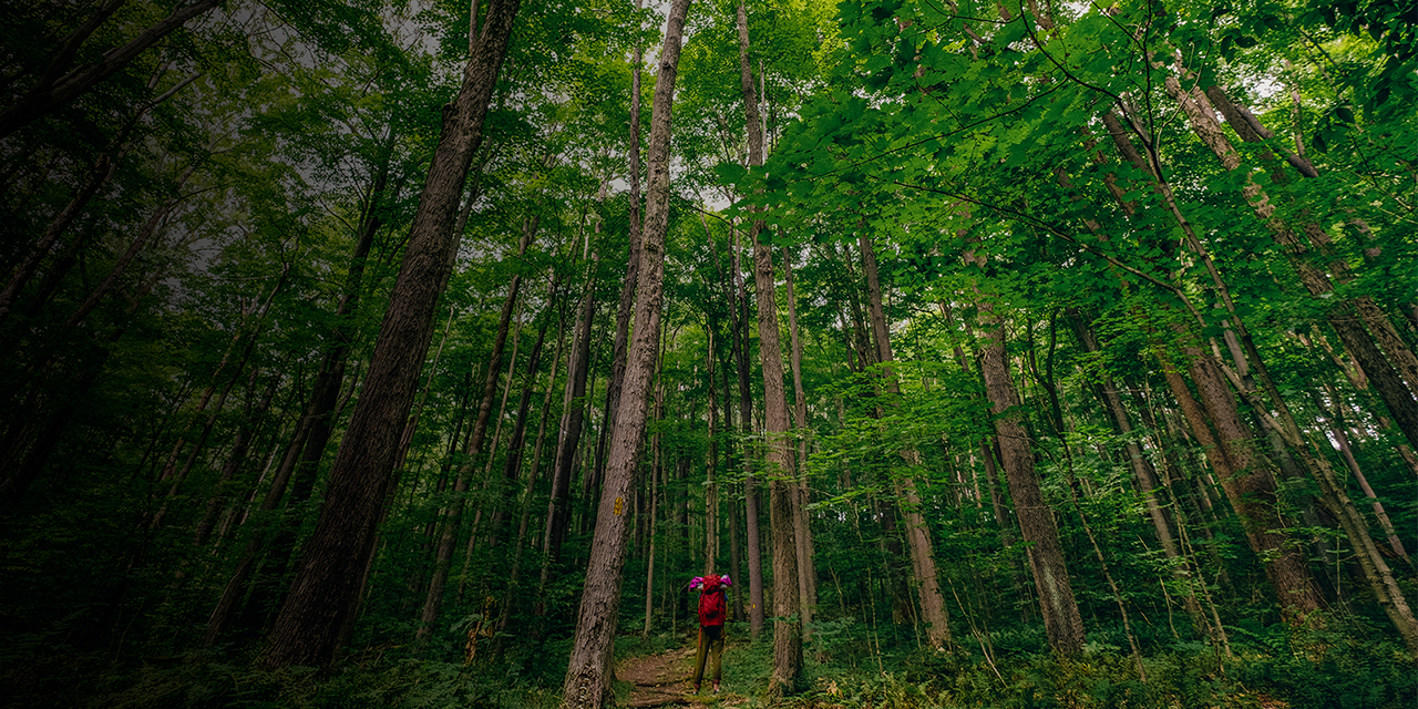 What to Know about the Laurel Highlands Hiking Trail