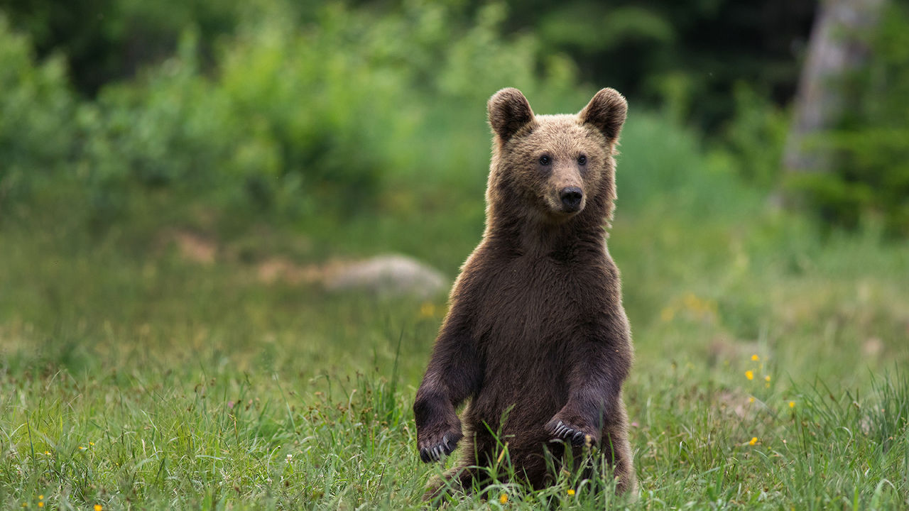 Wildlife Safety Tips and Etiquette